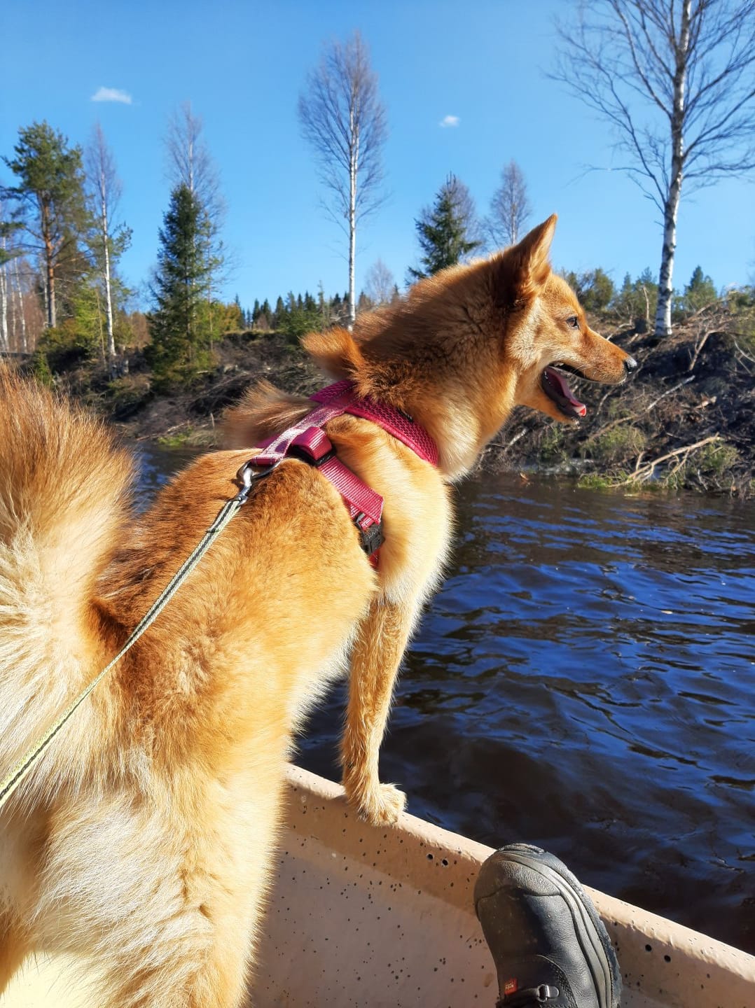 Tapahtuma: Pystykorvapäivä - Museot.fi