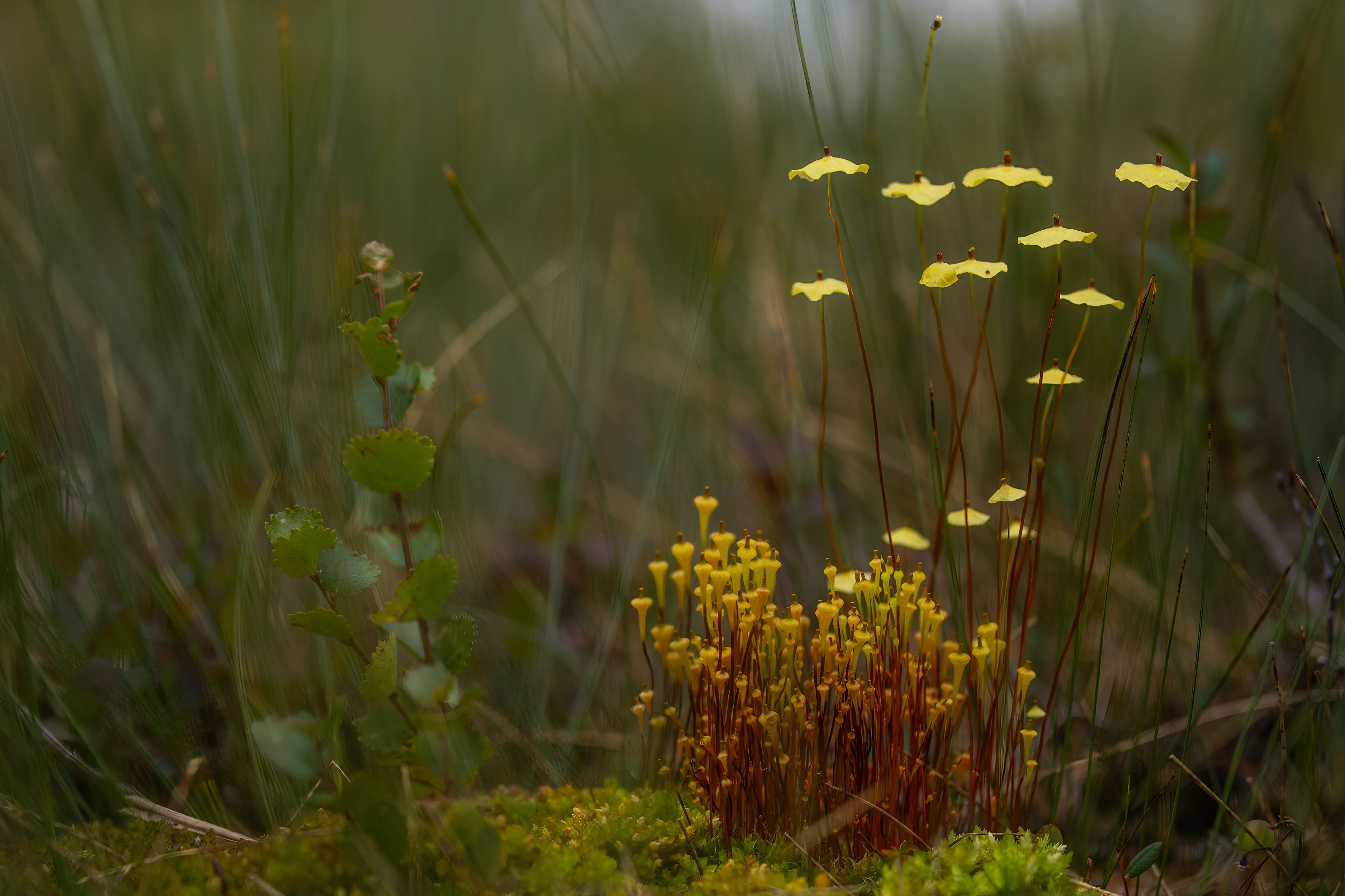 Näyttely: Photo exhibition Korpisuon kaunokaiset - Museot.fi